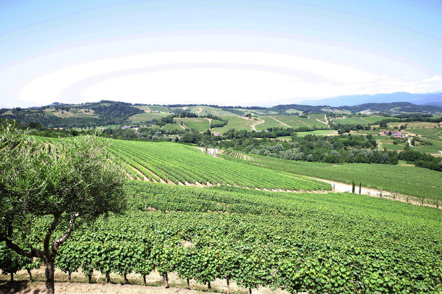 Enjoy Collio Experience 2021 • Collio